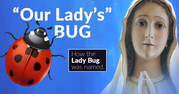 Why the Ladybug is named after Mary. - PrayTheRosary.com